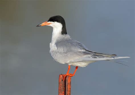 Forsters Tern Sterna Forsteri