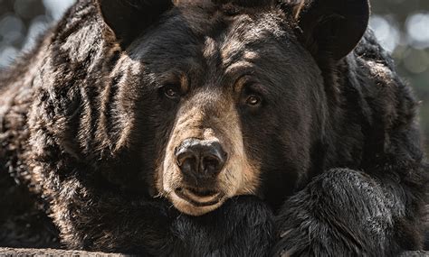 Turns Out Hank The Tank Is Actually Three Different Bears