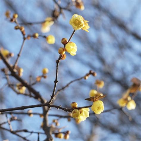 去年の今日の蝋梅 by 67hatch ID11545597 写真共有サイト PHOTOHITO
