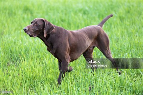 근육 질의 초콜릿 갈색 사냥개 독일 Shorthaired 포인터 순종 포인트 잔디 필드 가운데 서 야생 게임의 냄새를 맡아 봤다고 개에 대한 스톡 사진 및 기타 이미지