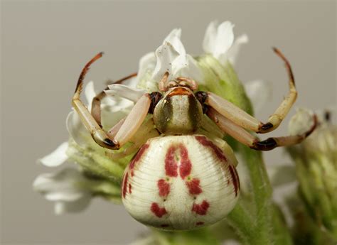 Albino Crab Spider