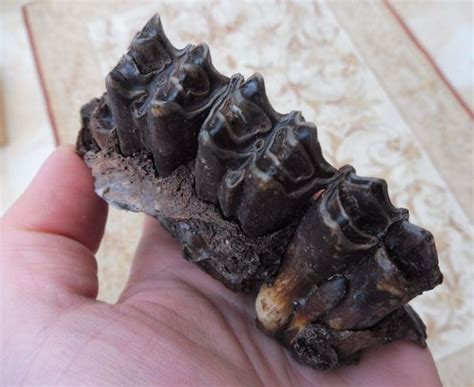 Fossil Bison Jaw Bison Latifrons Tooth Teeth For Sale Florida