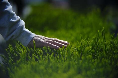Premium Photo Close Up Of Hand Touching Grass On Field