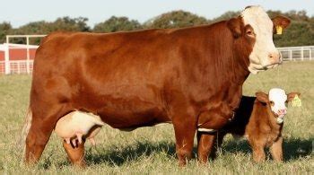 ANSC 1401 001 TTU Beef Cattle Unit Flashcards Quizlet