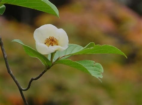 菩提寺山 青い空が好き