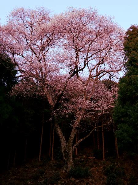 そばの横好き新城市一鍬田地区吉祥桜2021