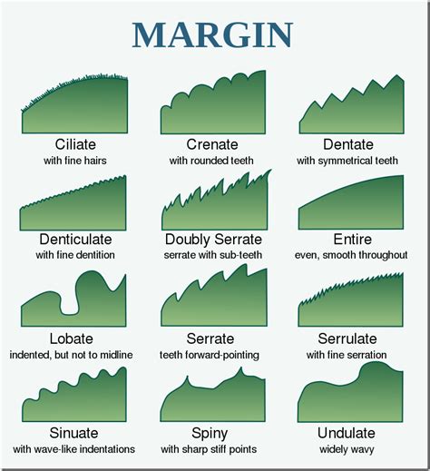 complete diagram of leaf margins plants tree identification trees