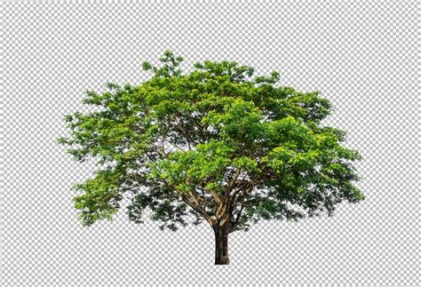 Tree Overlay Stock Photos Images And Backgrounds For Free Download