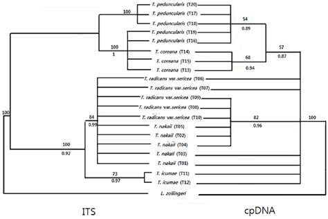 Maximum Parsimony Analysis Based On The Analysis Of Nrdna Left And