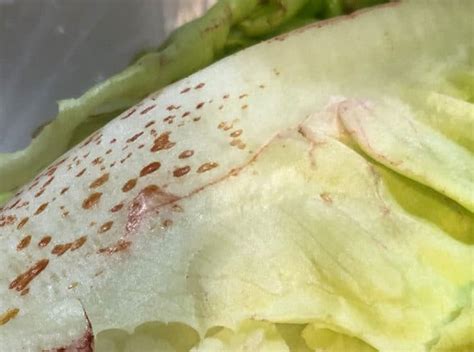 You Can Eat Lettuce With Little Brown Spots Like These
