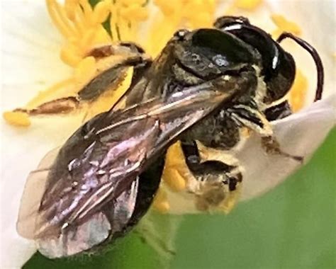 Nude Mining Bee Andrena Nuda Bugguidenet
