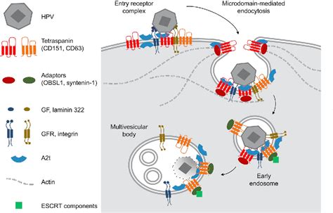 Figure 1 From The Endocytic Trafficking Pathway Of Oncogenic