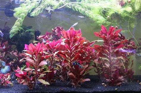 Beginners Guide To Alternanthera Reineckii Live Aquarium Plant Bishop