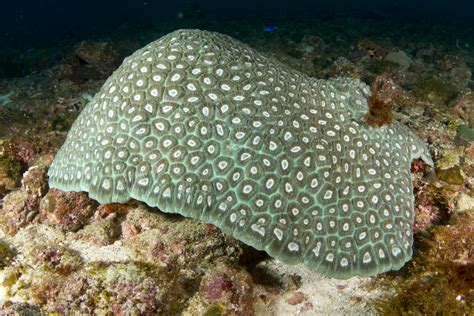 112 Questions With Answers In Benthic Ecology Science Topic