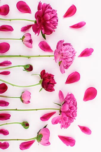 흰색 배경에 모란의 분홍색과 보라색 꽃 패턴입니다 꽃 질감 또는 프린트 0명에 대한 스톡 사진 및 기타 이미지 0명 결혼식