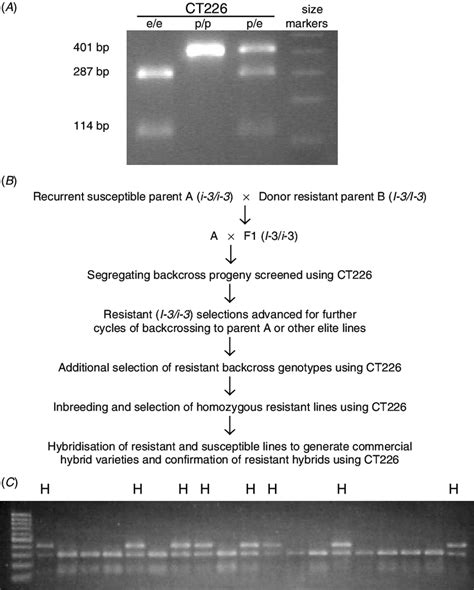 A Dna Gel Photograph Showing The Banding Pattern For Individual Download Scientific Diagram