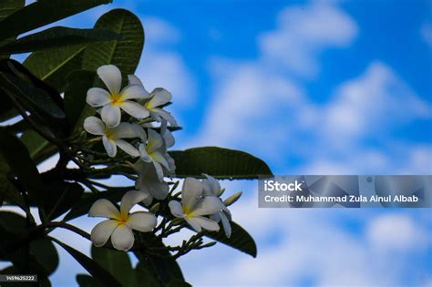 플루 메리아 알바 꽃은 플루 메리아 속의 종입니다 그것에는 좁은 길쭉한 잎 큰 백색 꽃 및 강한 향기가있다 0명에 대한 스톡 사진 및 기타 이미지 Istock