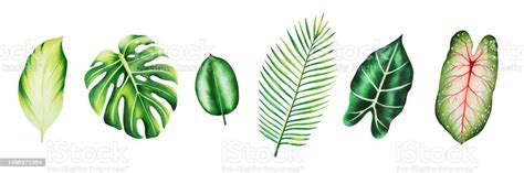 사실적인 열대 잎의 수채화 세트입니다 몬스테라 칼라듐 알로카시아 야자수 잎의 삽화흰색 배경에 분리되어 있다 아름 다운 식물 손으로 그린 꽃 요소 디자이너 스파 장식 엽서