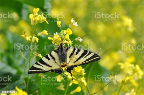 Iphiclides Podalirius 부족 한 스 왈 로우 테일 나비는 아름 다운 녹색 배경으로 노란 꽃에 먹이 Scarce