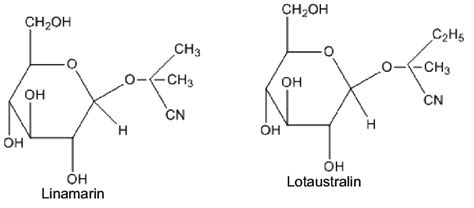 linamarin a and lotaustralin b principal cyanogenic glucosides of