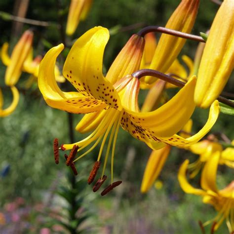 Lilium Leichtlinii 18 Liliom Királykert Virághagym