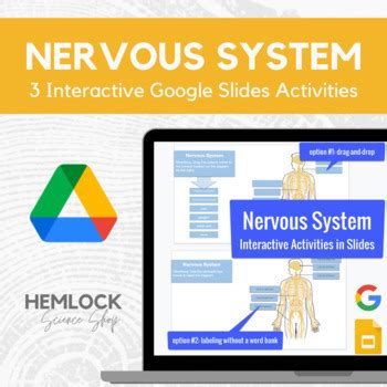 Nervous System Drag And Drop Labeling Activity In Slides TPT