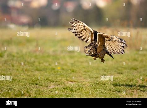 Eurasian Eagle Owl Bubo Bubo In Natural Environment Wildlife Scene