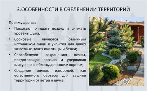 Технология выращивания представителей семейства сосновые презентация онлайн