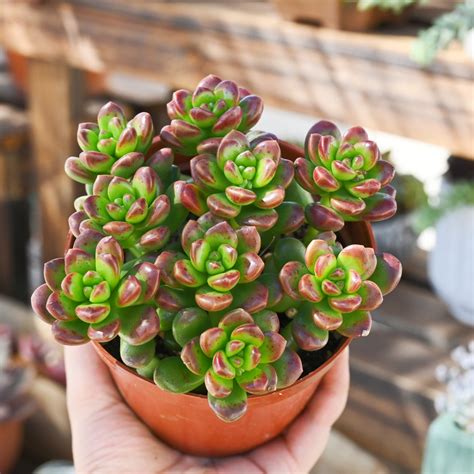 Sedum Lucidum Obesum 4 Inch The Next Gardener Thenextgardener