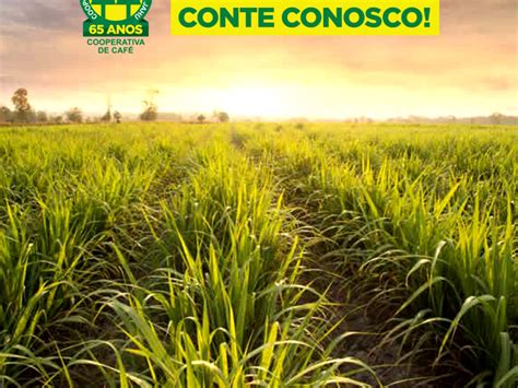 Começou O Plantio Da Cana De Um Ano E Meio Cooperativa Do Café
