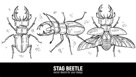 Premium Vector Horned Stag Beetle Lucanus Cervus Sketch Drawn By Hand
