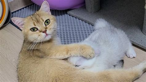 아직도 자기 자식이 새끼인줄 알고 젖을 물려주는 엄마 고양이 Youtube