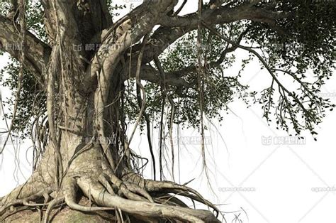 精细写实榕树 全实模 参天大树 古树 Cc大兔子作品 石头植物树木石头植物树木 Cg模型网