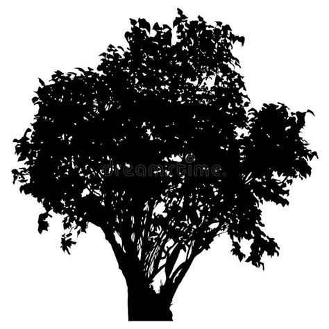 树轮廓 向量例证 插画 包括有 橡木 白杨树 草图 抽象 槭树 本质 传记 增长 分级显示 245290129