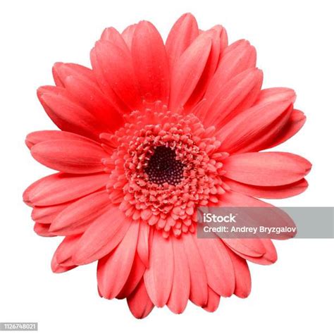 흰색 배경 근접 촬영에 고립 된 아름 다운 붉은 Gerbera 데이지 꽃 거베라데이지에 대한 스톡 사진 및 기타 이미지