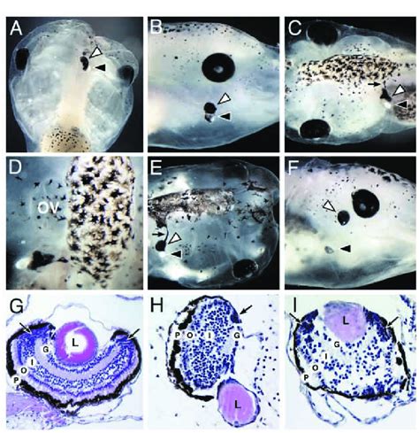 Ectopic Eyes Induced By Pax6 Misexpression Resemble Normal Eyes