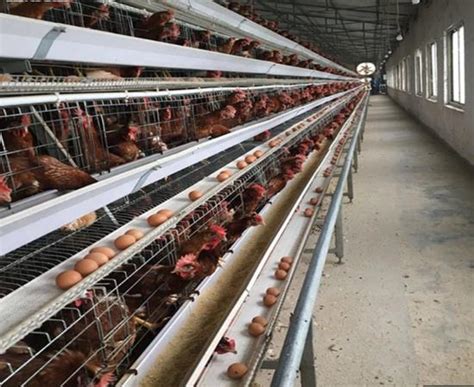 Poultry Farm Equipment Price Lists For 5000 Birds In Philippines Livi