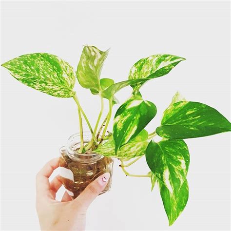 葉っぱ2枚だったポトスが、水挿しであっという間にモリモリに🌱 室内向きの観葉植物って、とても楽 昨夜は高校生の息子が、友達と夕飯食べて帰り