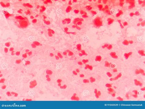 Gram Negative Bacillus Gram Stain Stock Image