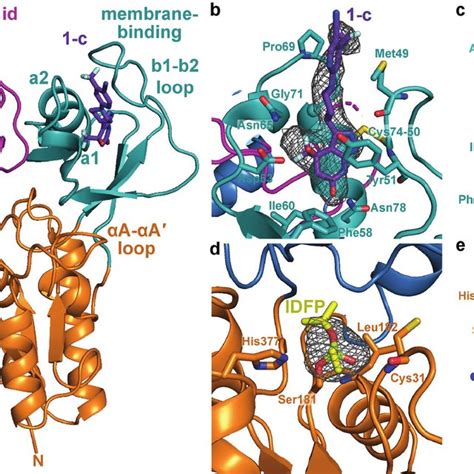 Pdf Molecular Basis For Activation Of Lecithincholesterol