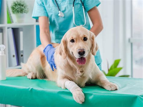 Colitis In Dogs Symptoms Causes And Treatment Spot Pet Insurance