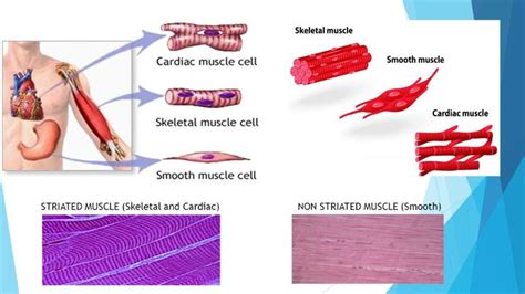 Striated Muscle Yahoo Image Search Results Muscle Striated