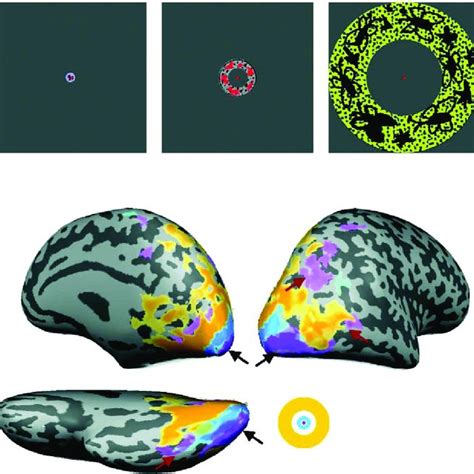 Pdf The Human Visual Cortex