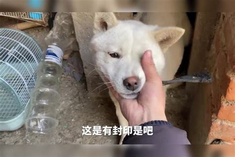 这狗子太怂了，农村的狗子怕鞭炮