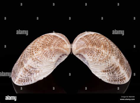 Sea Shell Of Bivalvia Isolated On Black Background Reflection Stock