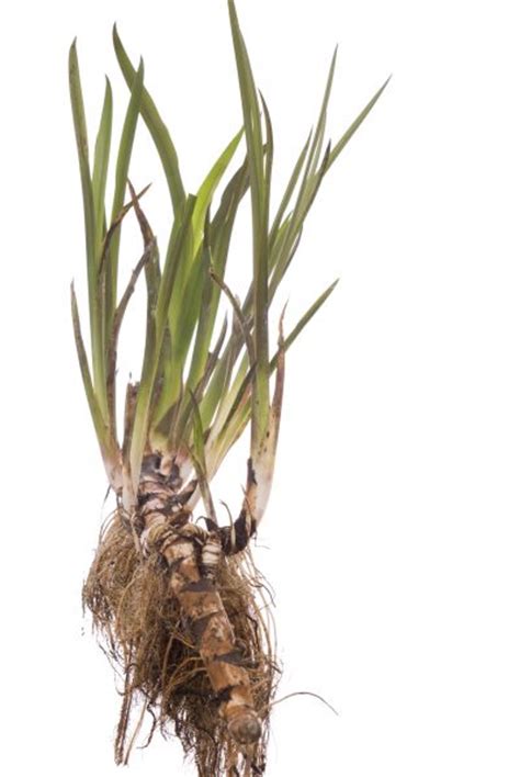 Uses For Sweet Flag Plants Learn When And How To Harvest Sweet Flag Imp World