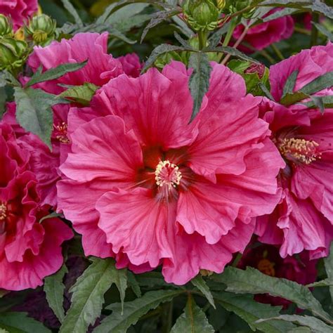 Reviews For National Plant Network Bare Root Giant Hibiscus Watermelon