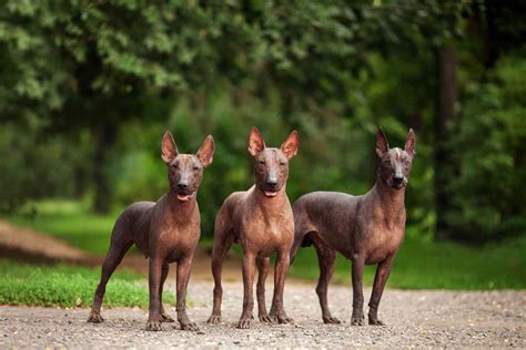 Xoloitzcuintli Mexican Hairless Characteristics And Care