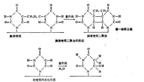 紫外线消毒 消毒杀虫 医学