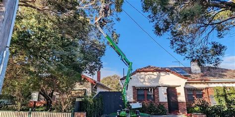 Residential Tree Services Melbourne Tree Company